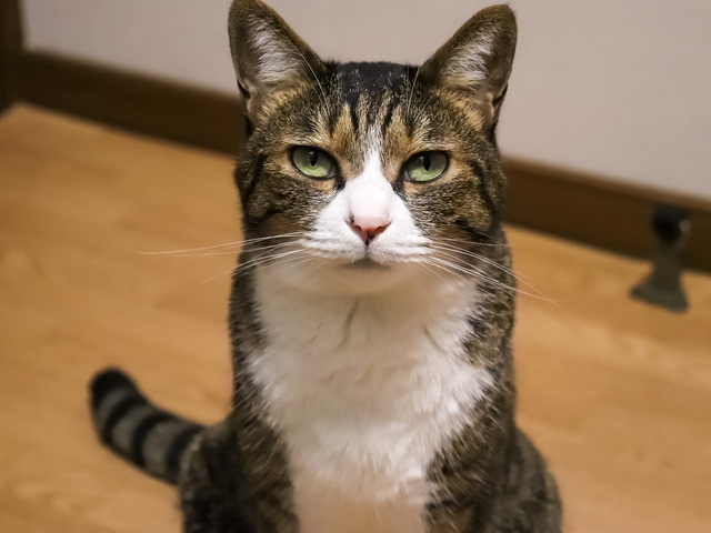 (Vol.2899)キリっとします！銀二: ぎんろぐ