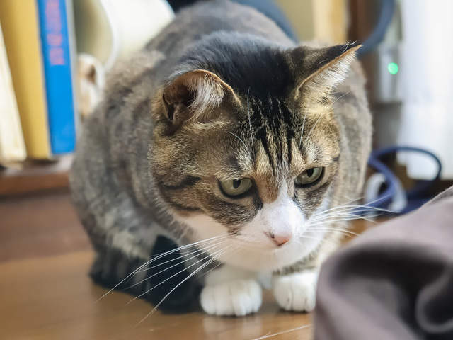 (Vol.3433)自分らしくていいのです！銀二: ぎんろぐ